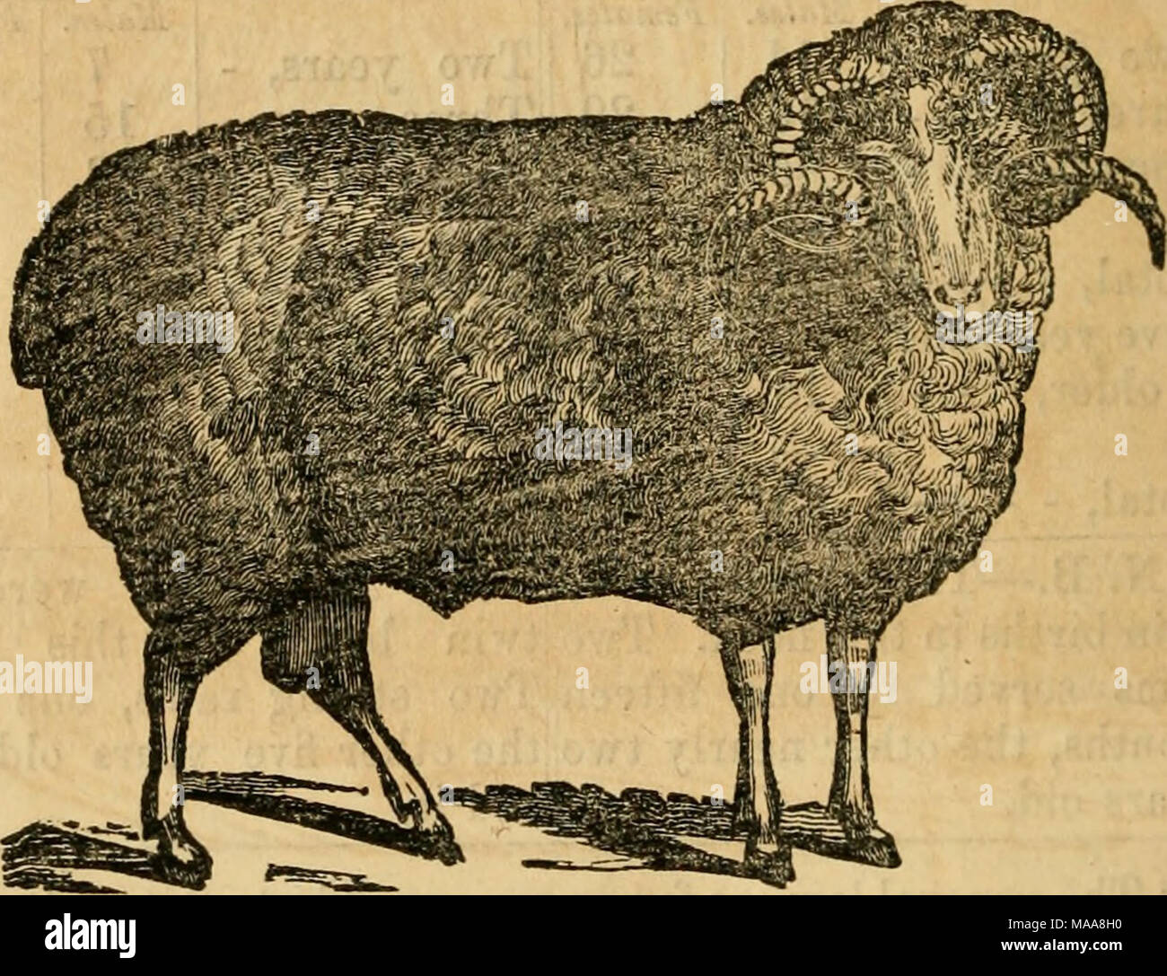 . The educated horse : teaching horses and other animals to obey at ...