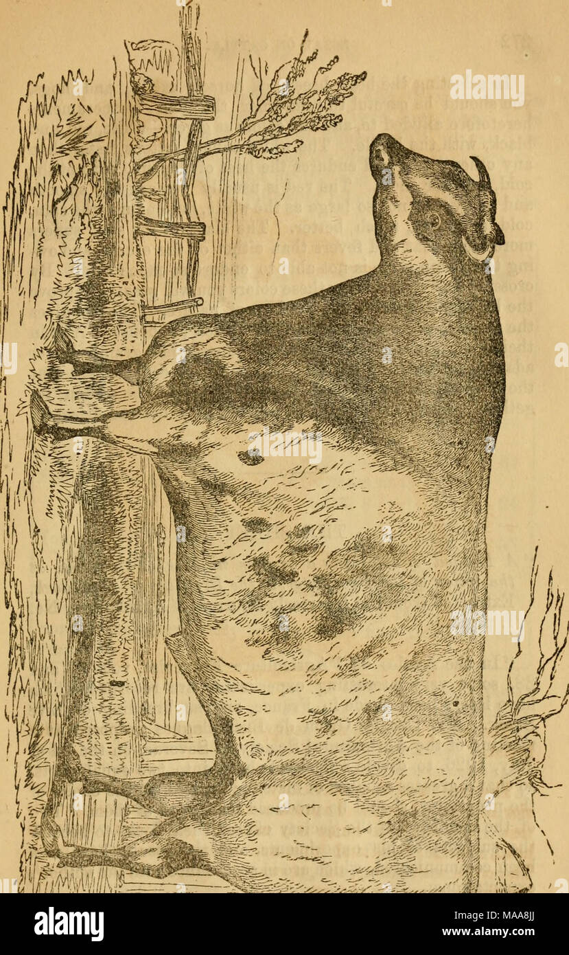 . The educated horse : teaching horses and other animals to obey at ...