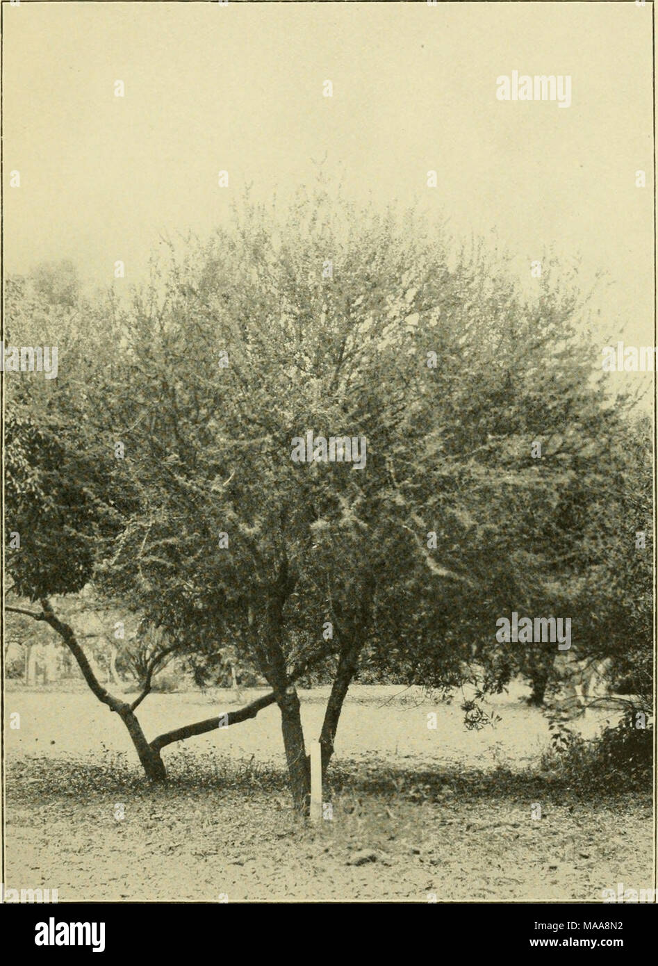 Acacia arabica hi-res stock photography and images - Alamy
