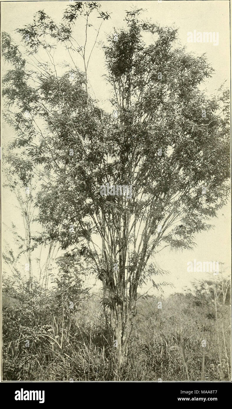 Tachuelo hi-res stock photography and images - Alamy