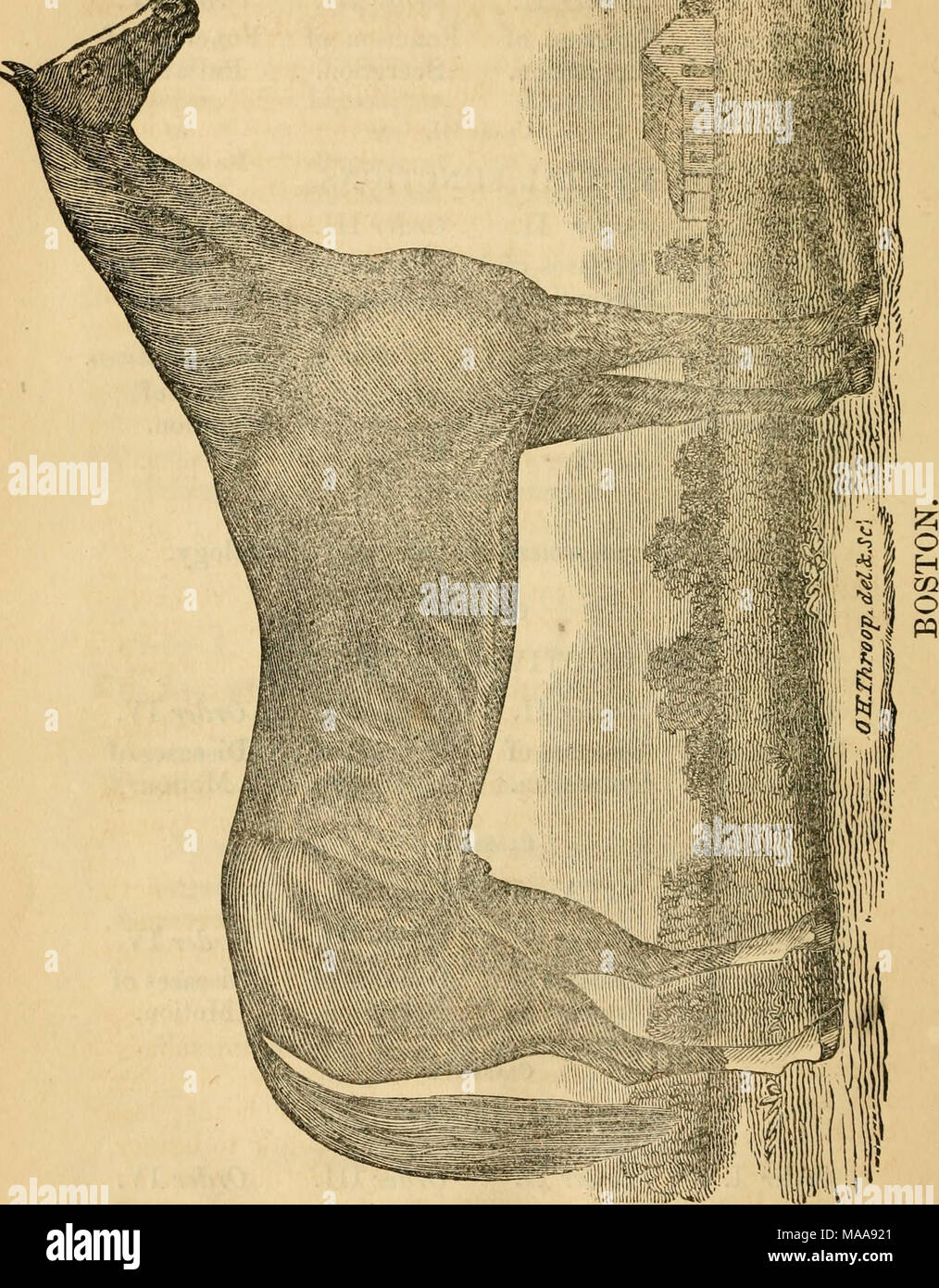 . The educated horse : teaching horses and other animals to obey at ...