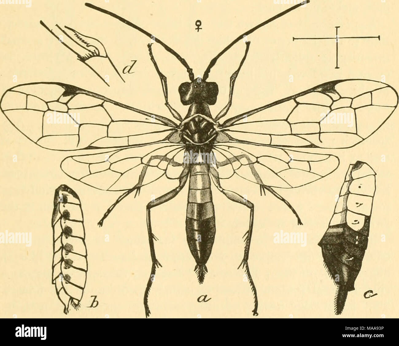. Economic entomology for the farmer and fruit-grower . Fig. 427 ...