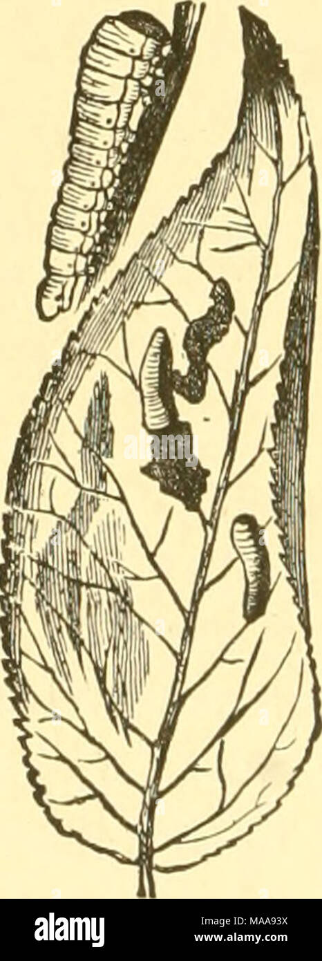 . Economic entomology for the farmer and fruit-grower . Pear-slug ...