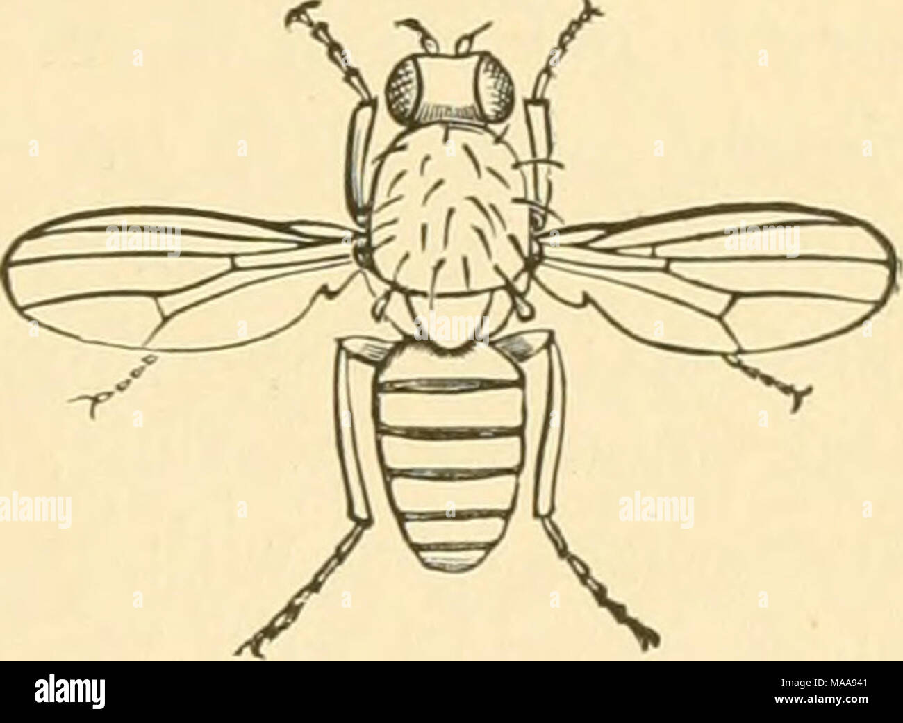 Fruit fly larvae hi-res stock photography and images - Alamy