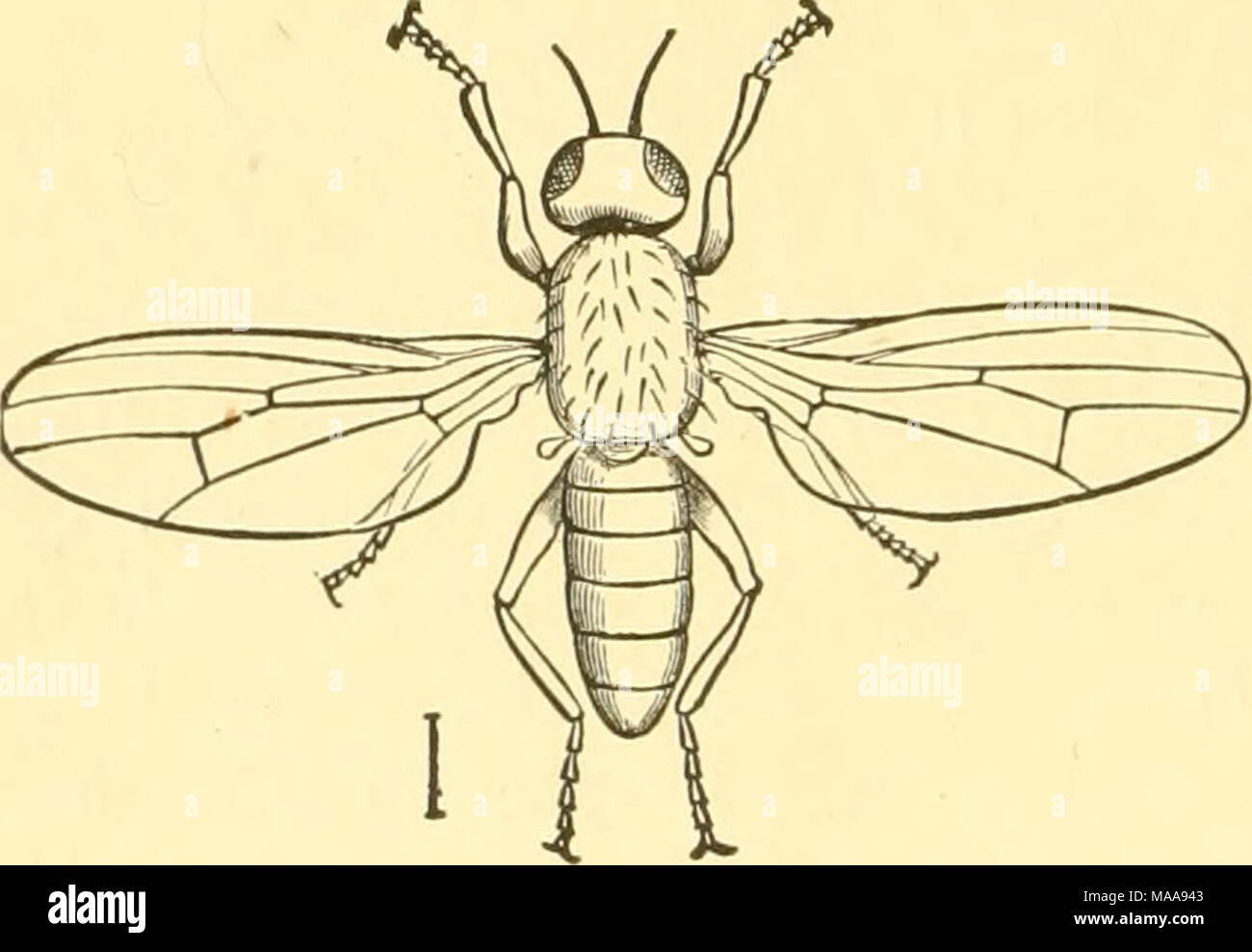 Cheese fly (piophila casei) hi-res stock photography and images - Alamy