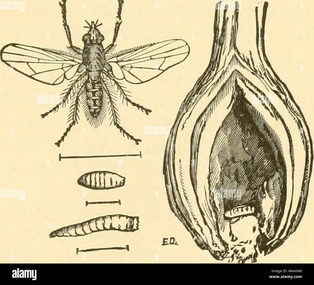. Economic entomology for the farmer and fruit-grower . The onion ...