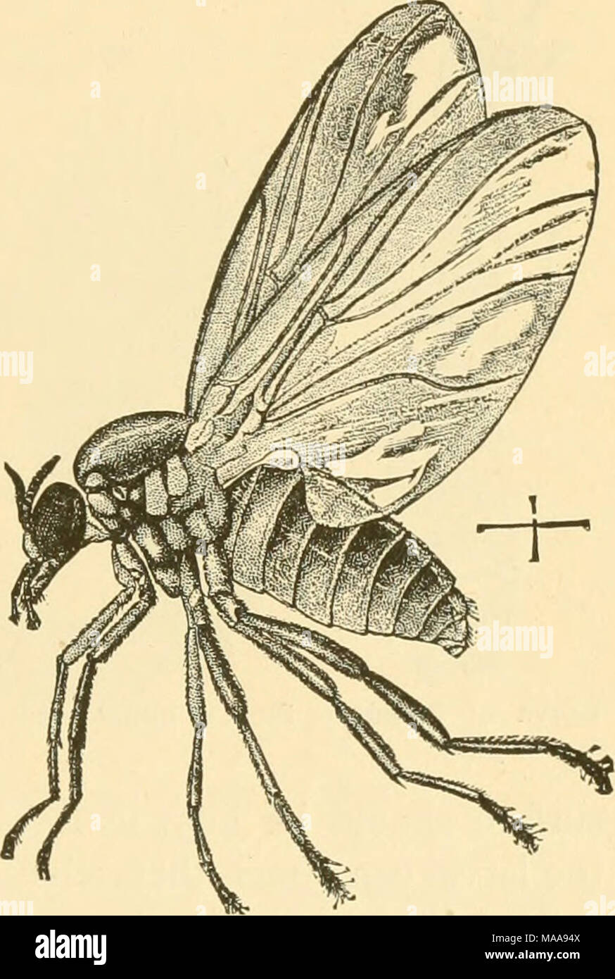 Buffalo gnat hi-res stock photography and images - Alamy