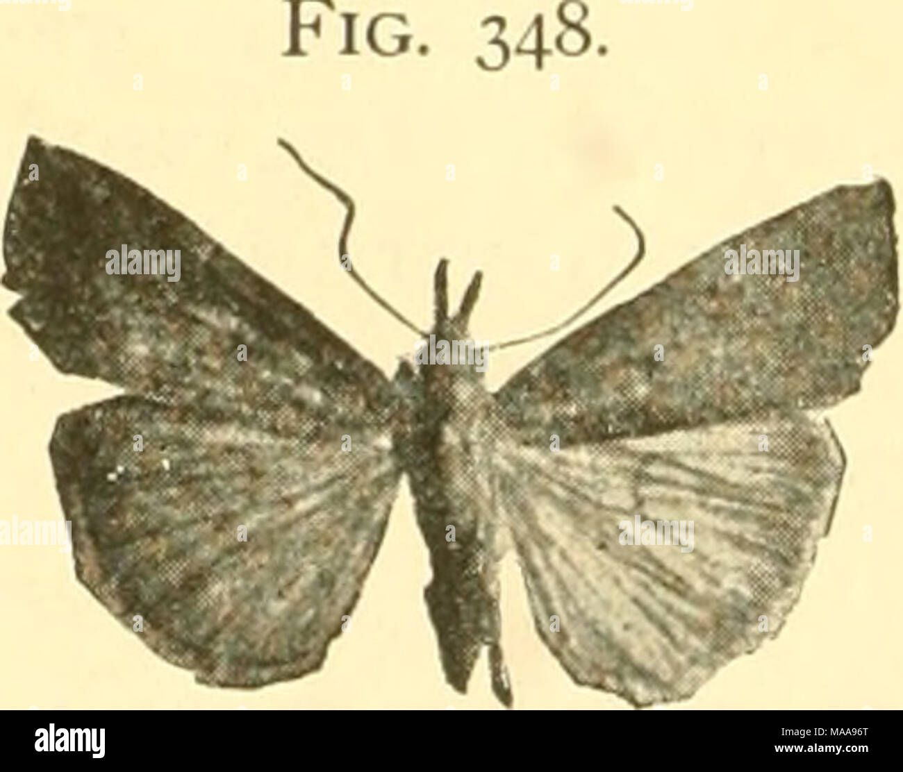 . Economic entomology for the farmer and fruit-grower . Hypena humuli ...