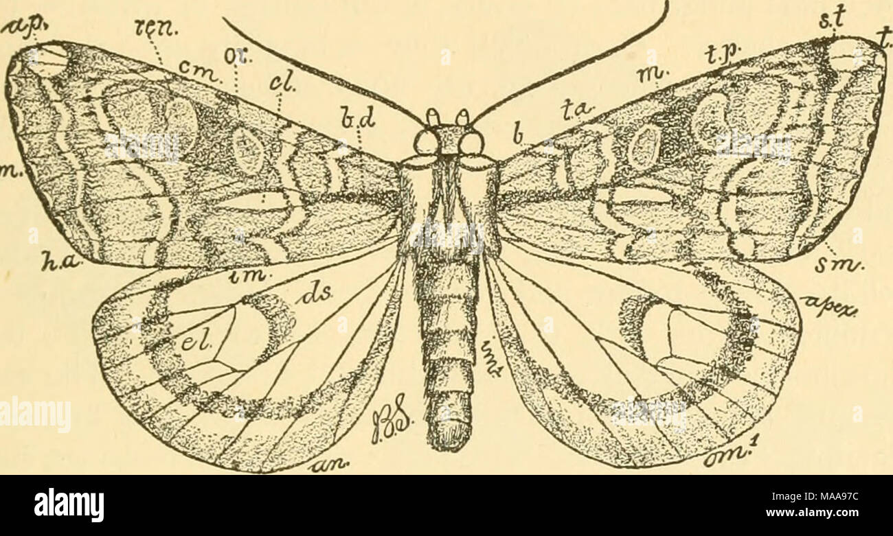. Economic entomology for the farmer and fruit-grower . Wing of an ...