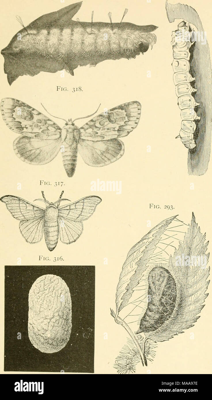 Male gypsy moth hi-res stock photography and images - Alamy