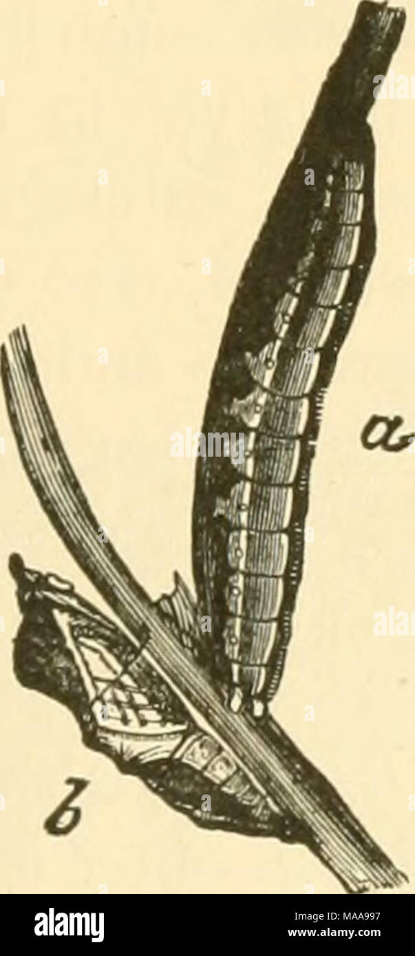 . Economic entomology for the farmer and fruit-grower . Fig. 259 ...