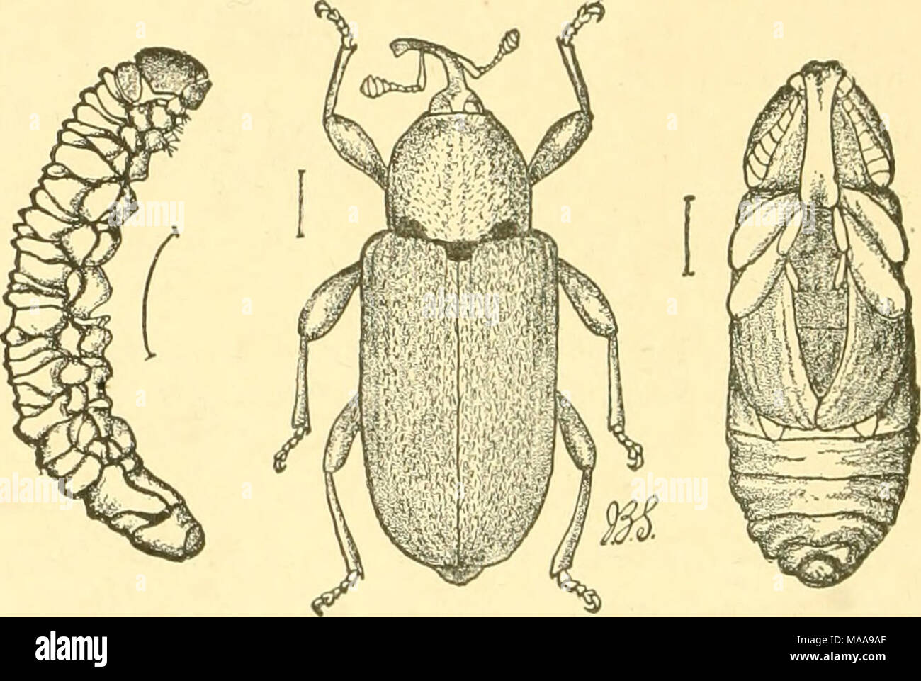 . Economic entomology for the farmer and fruit-grower . Potato-stalk ...