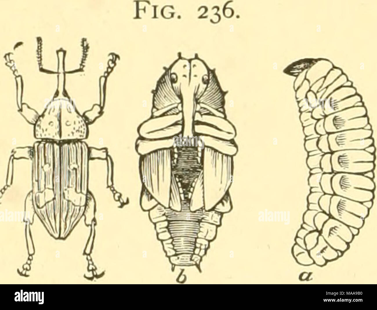 . Economic entomology for the farmer and fruit-grower . White-pine ...