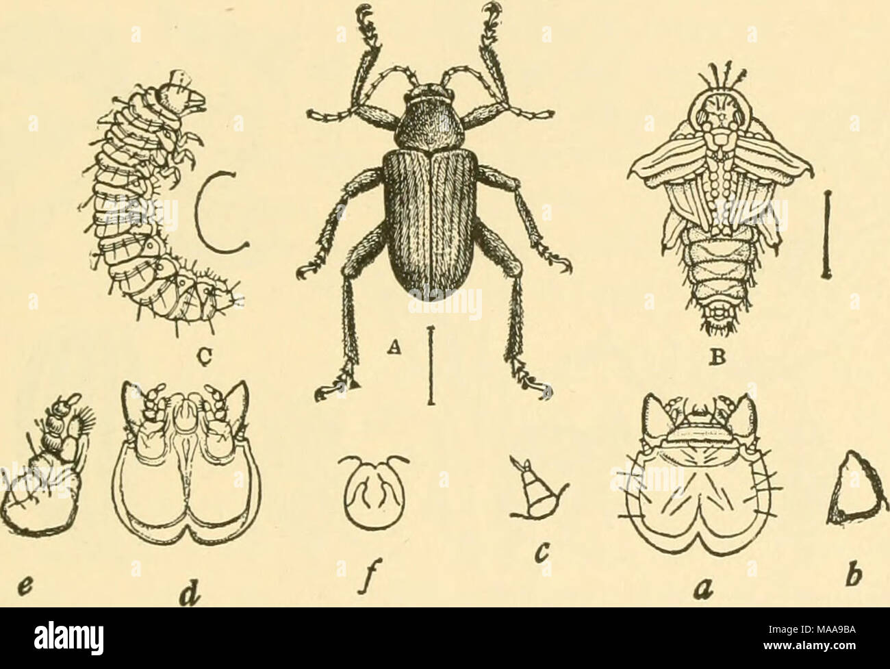 . Economic entomology for the farmer and fruit-grower . Grape-root-worm ...