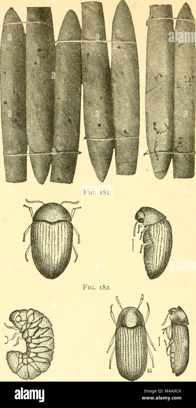 . Economic entomology for the farmer and fruit-grower . Fig. i8o ...