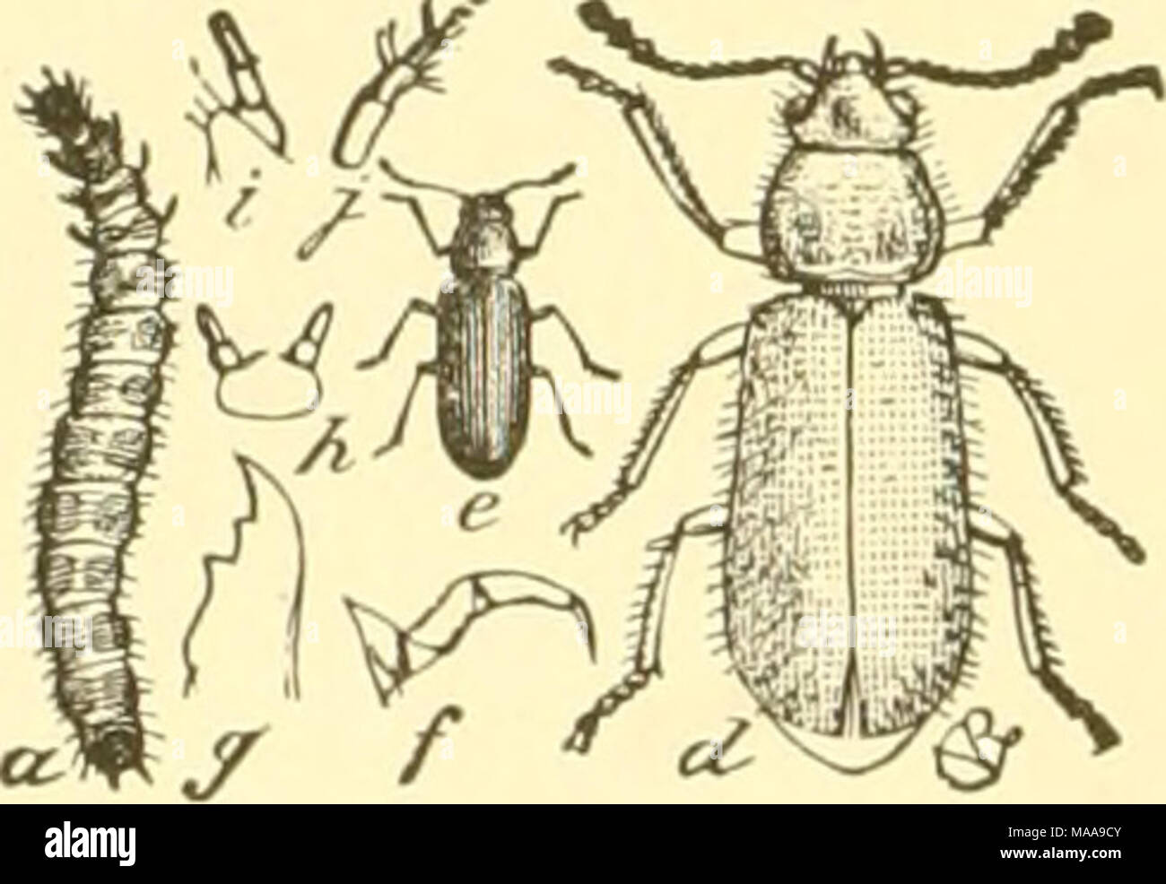 Red legged ham beetle hi-res stock photography and images - Alamy