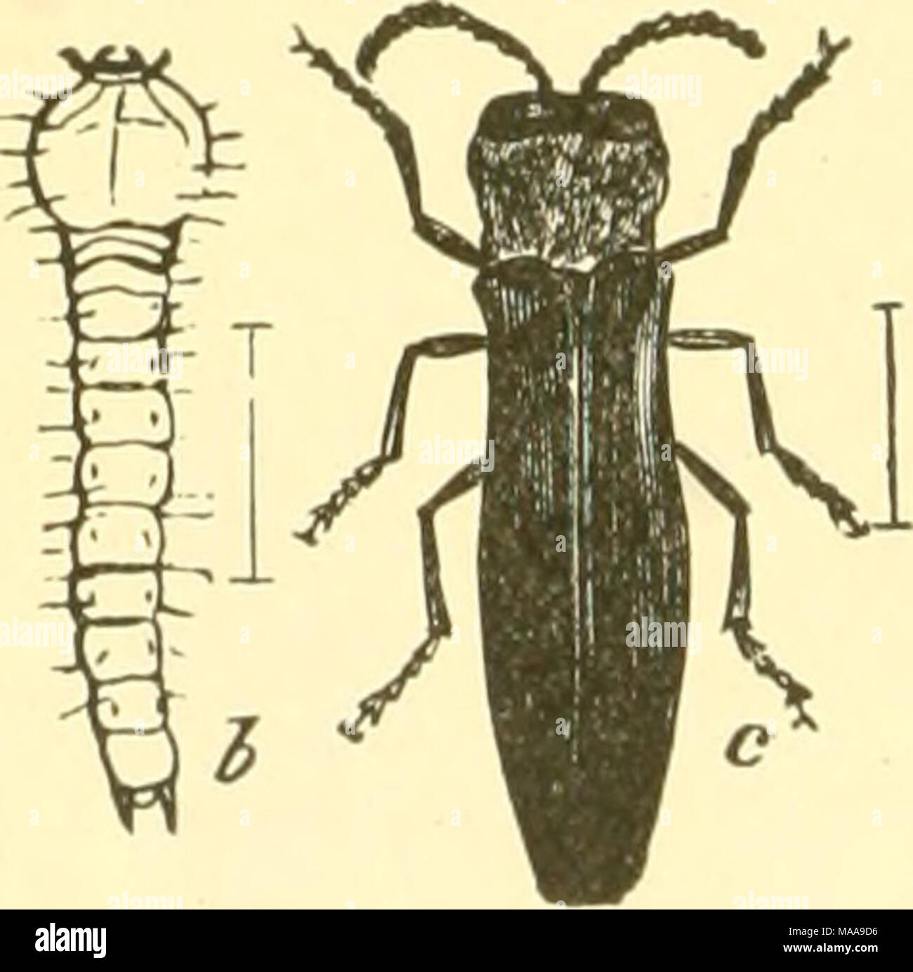 . Economic entomology for the farmer and fruit-grower . Blackberry ...