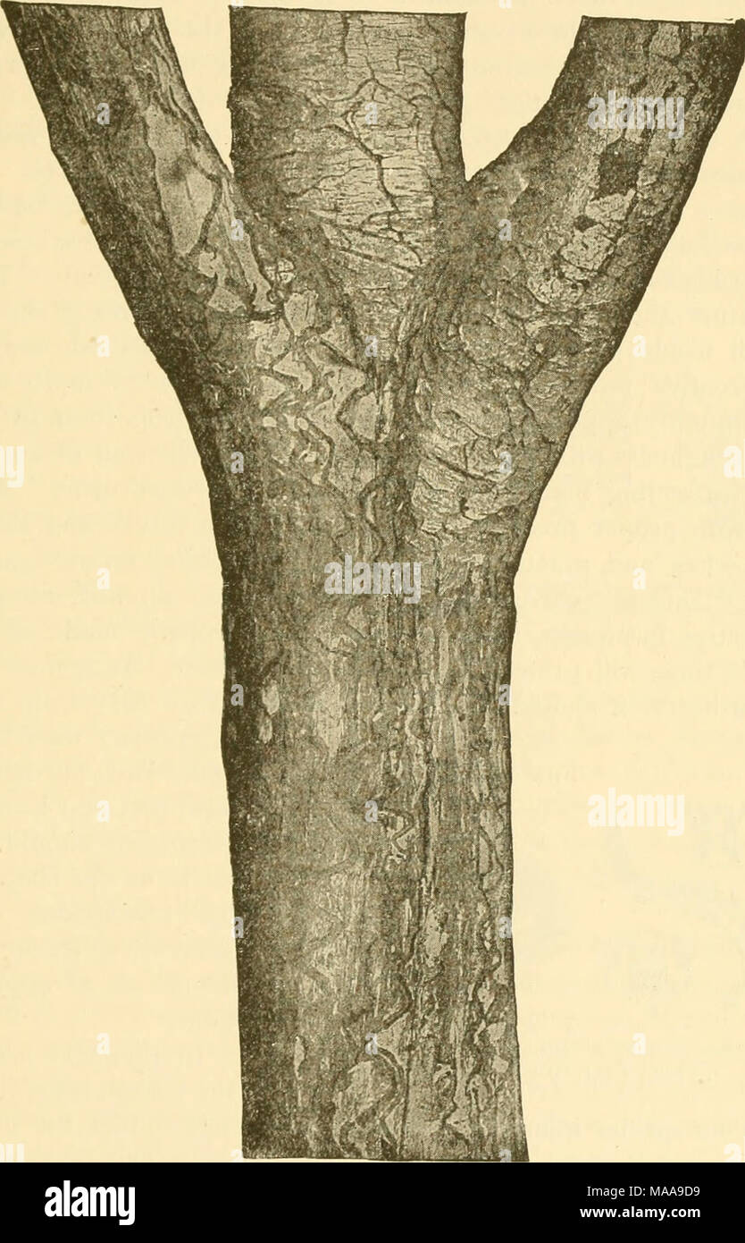 . Economic entomology for the farmer and fruit-grower . Work of the ...