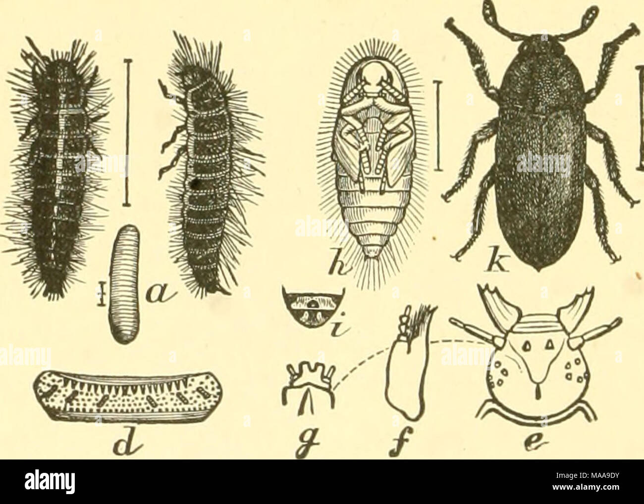 . Economic entomology for the farmer and fruit-grower . Leather-beetle ...