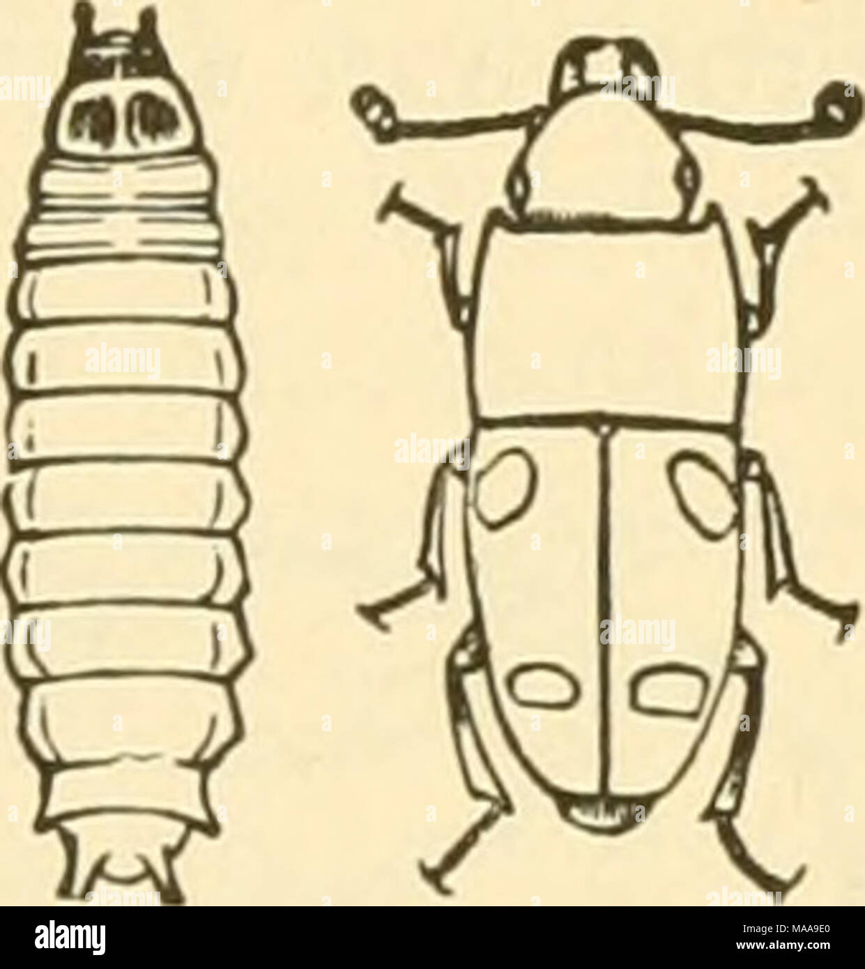 . Economic entomology for the farmer and fruit-grower . Carpophilus ...