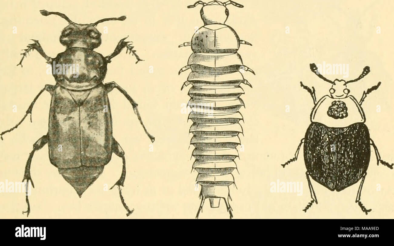 Large carrion beetles hi-res stock photography and images - Alamy