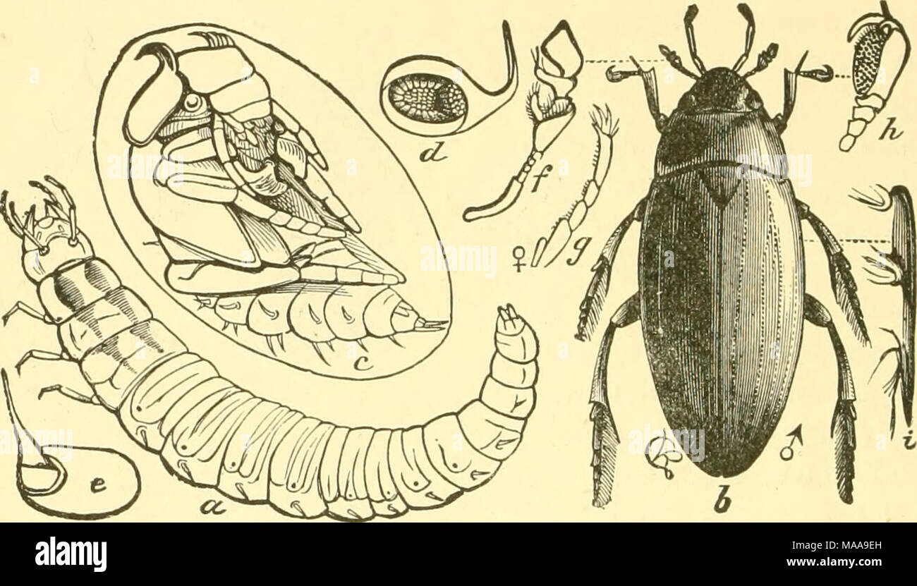 . Economic entomology for the farmer and fruit-grower . A water ...