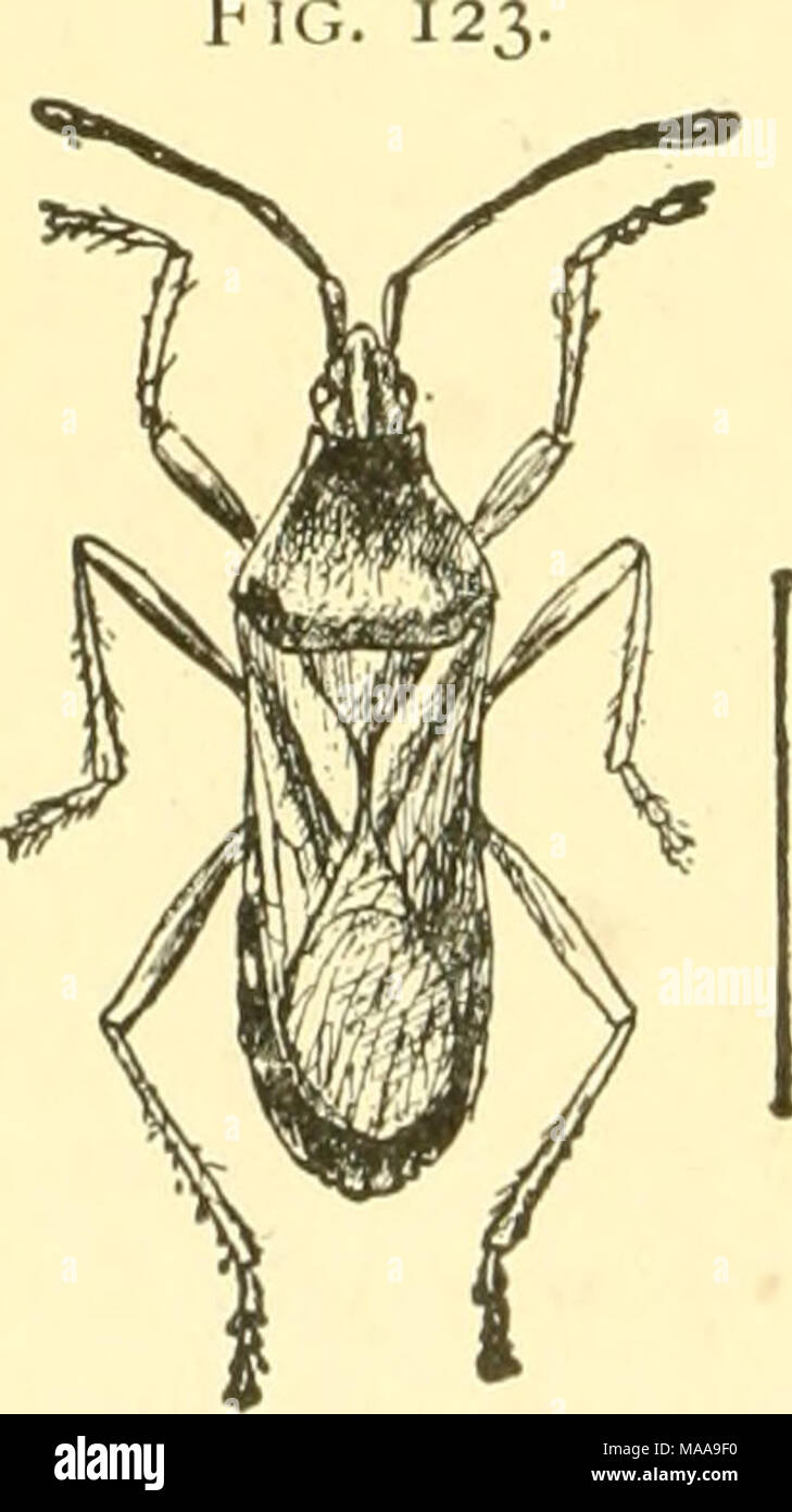 . Economic entomology for the farmer and fruit-grower . The squash-bug ...