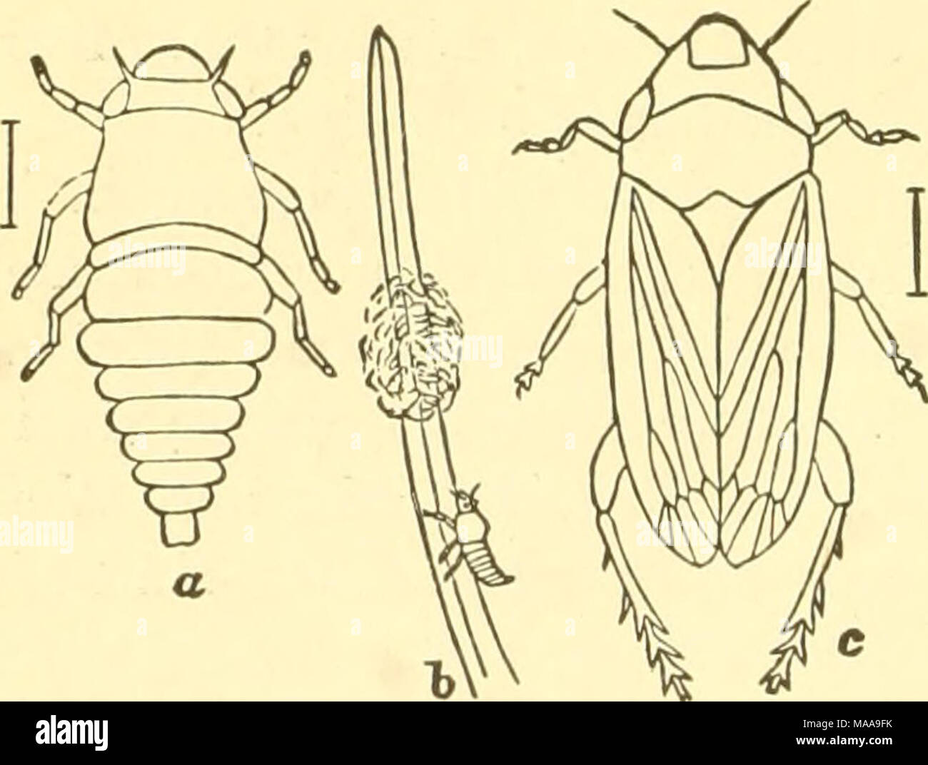 . Economic entomology for the farmer and fruit-grower . Cercopid, or ...