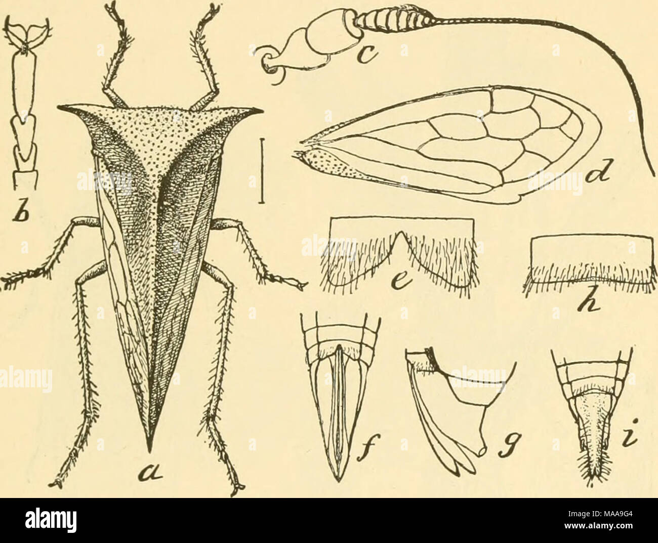 Wings indicated hi-res stock photography and images - Alamy