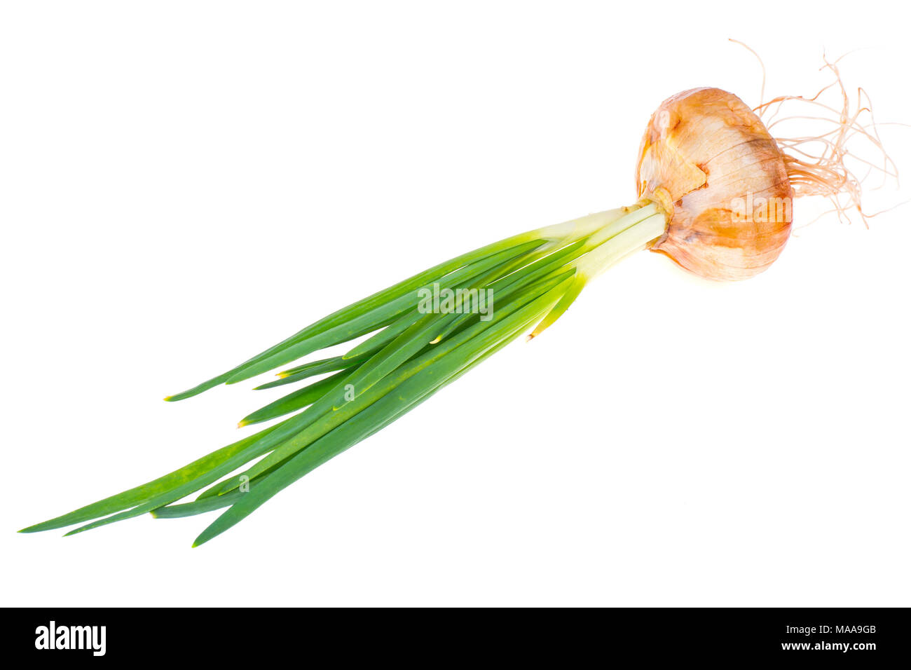 Onion Plant Scissors High Resolution Stock Photography and Images - Alamy