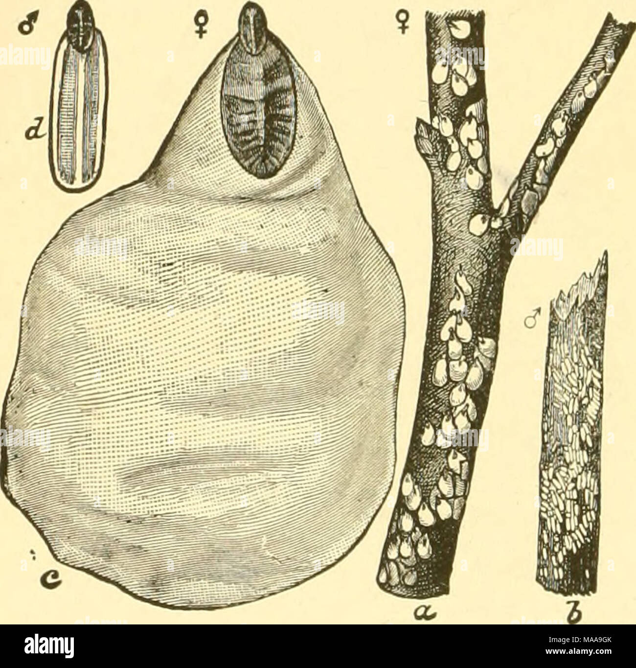 . Economic entomology for the farmer and fruit-grower . The scurfy ...