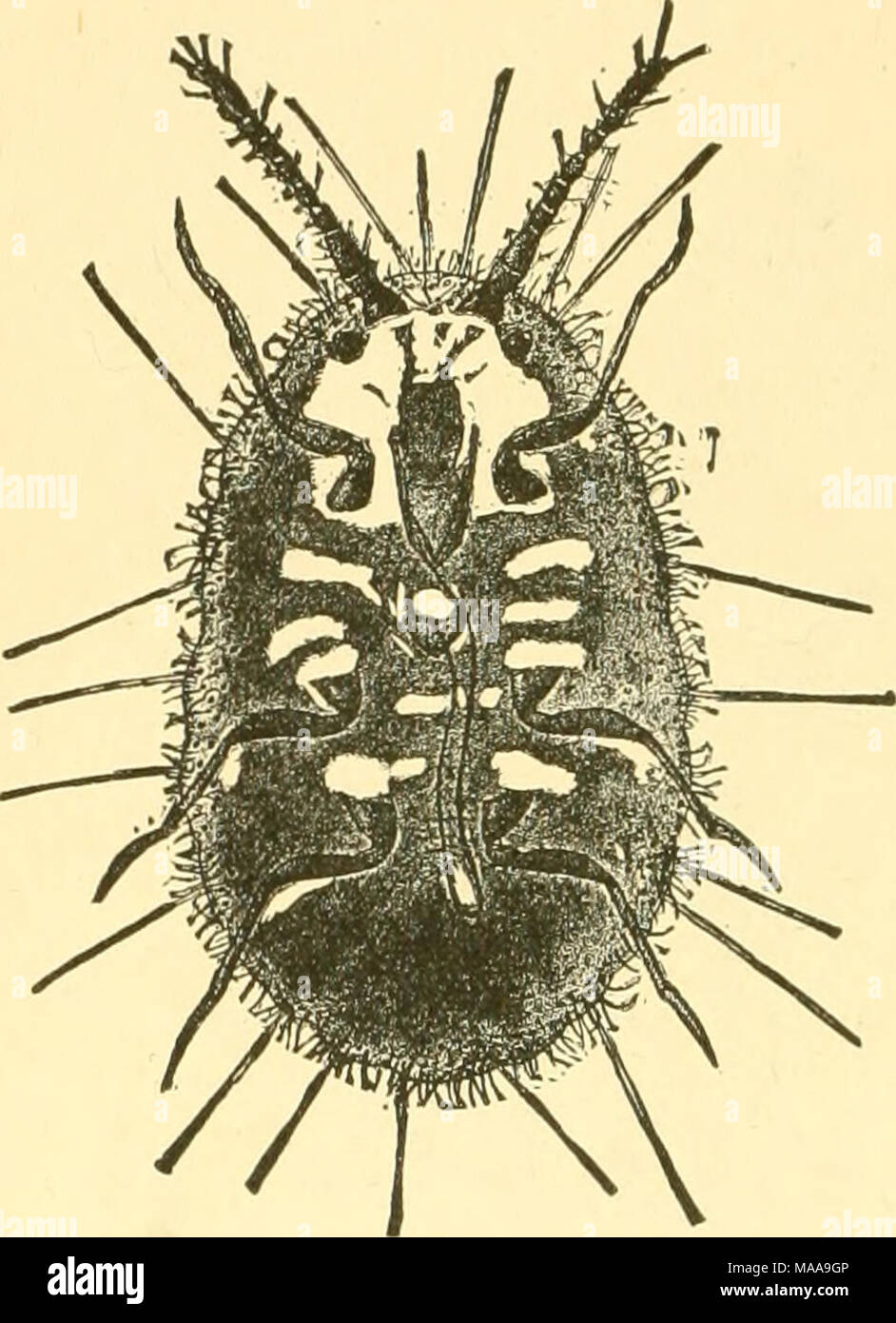. Economic entomology for the farmer and fruit-grower . Icerya purchasi ...