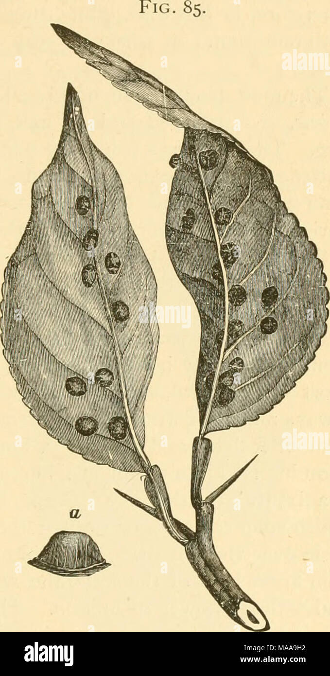 . Economic entomology for the farmer and fruit-grower . Lecanium ...