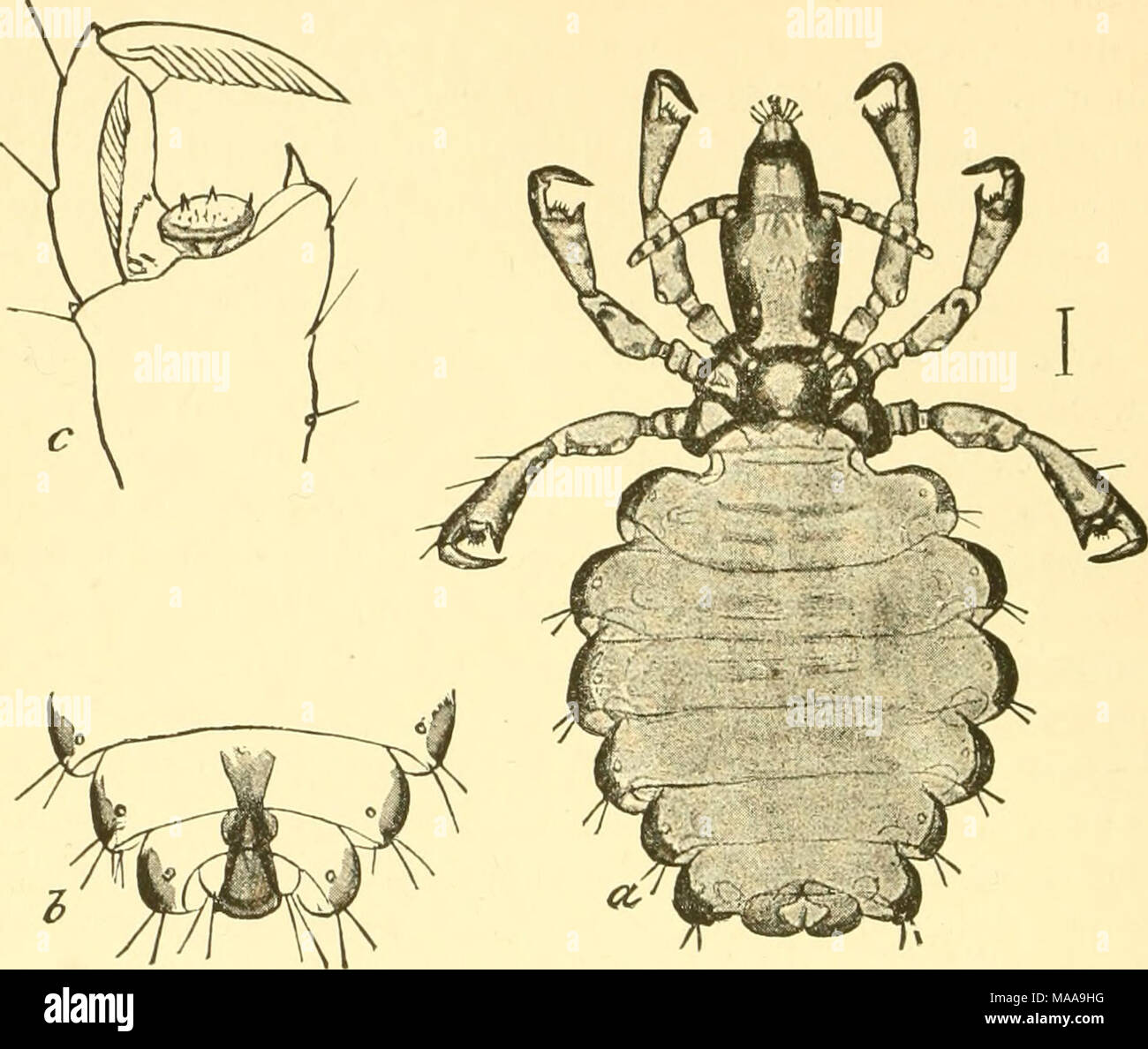 Scansorial hi-res stock photography and images - Alamy