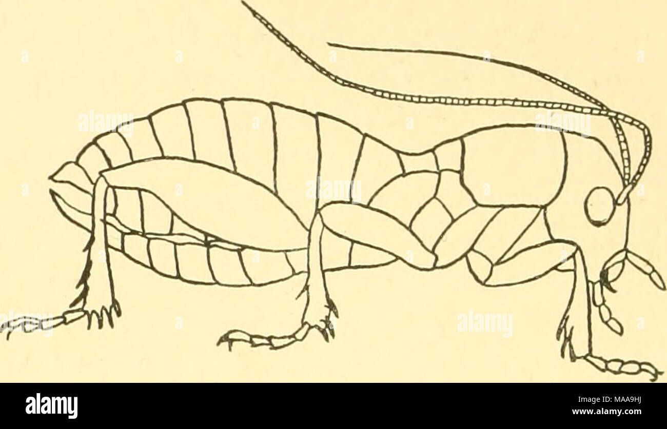. Economic entomology for the farmer and fruit-grower . A sand-cricket ...