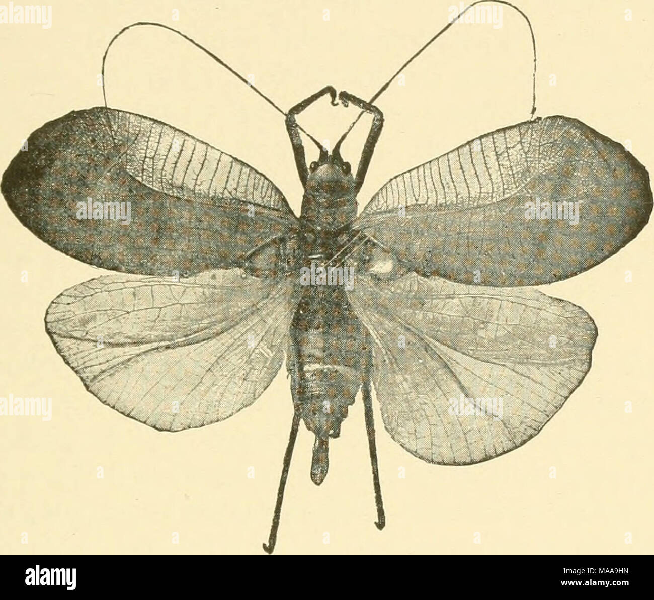 . Economic entomology for the farmer and fruit-grower . Fig. 66 Stock ...