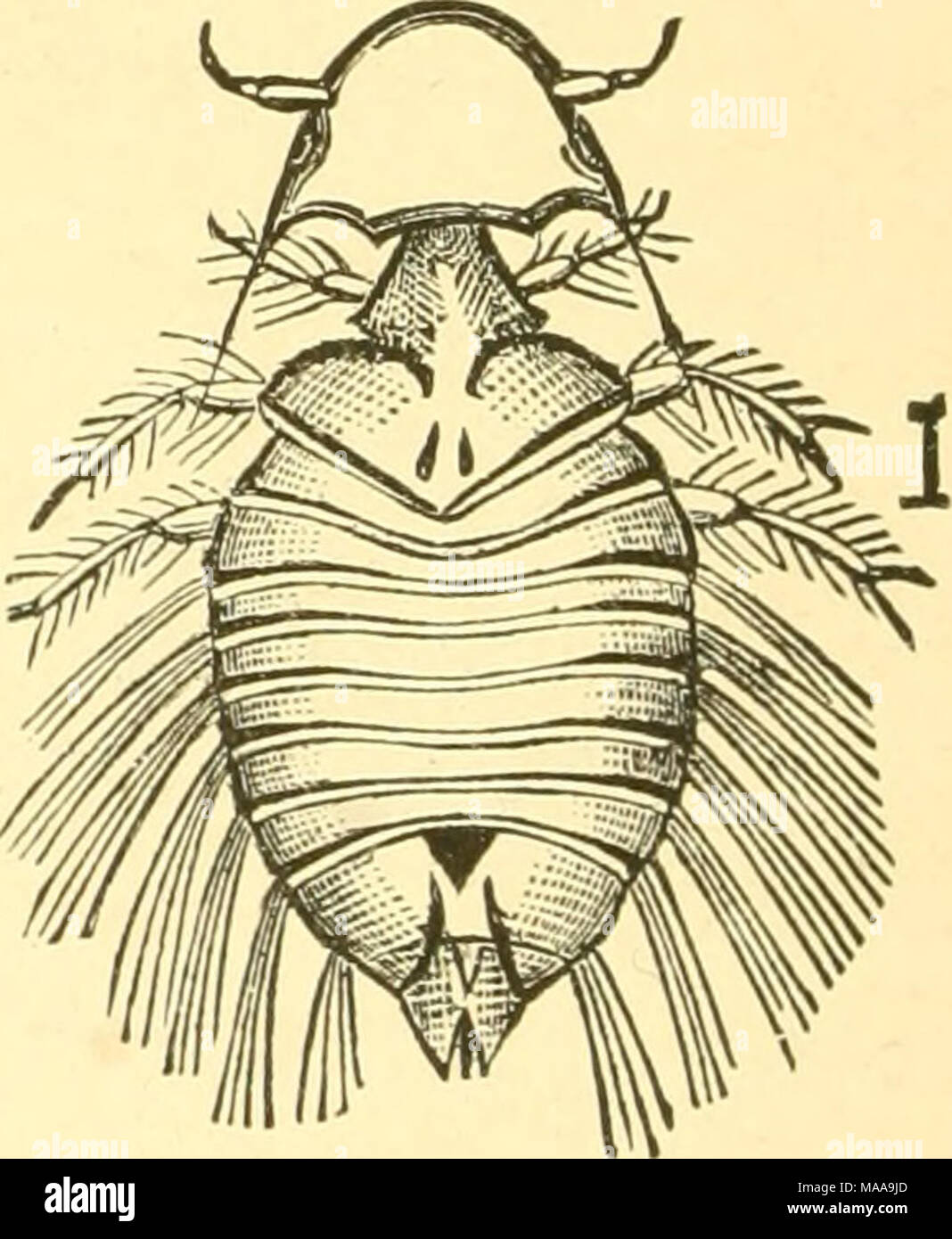 Sheep abdomen hi-res stock photography and images - Alamy