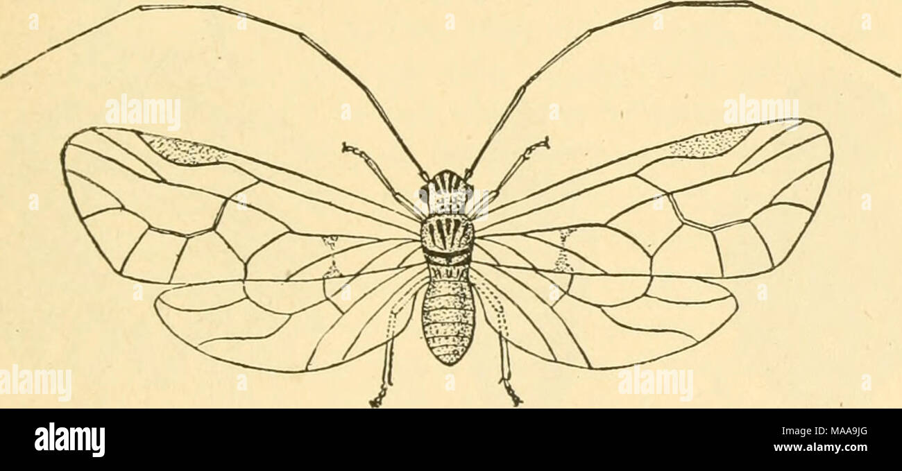 . Economic entomology for the farmer and fruit-grower . Psociis ...