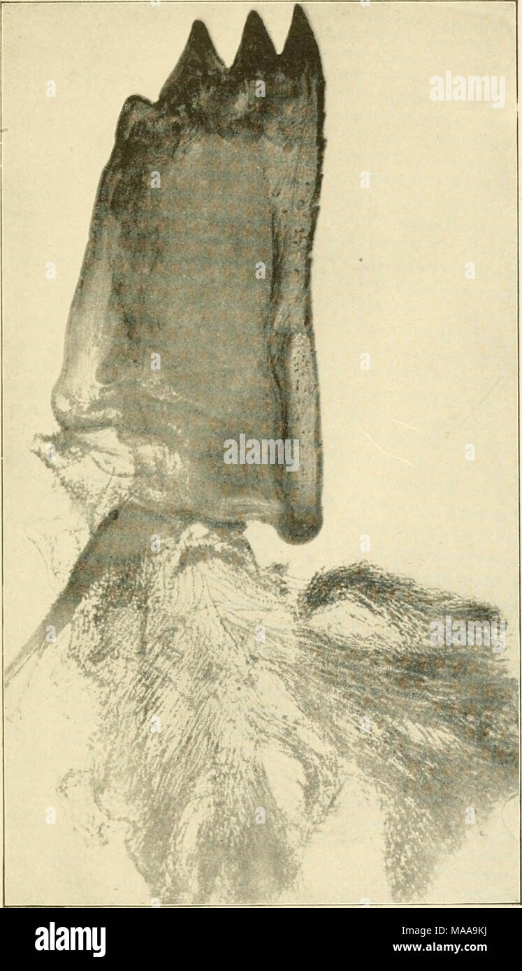 . Economic entomology for the farmer and fruit-grower . Mandible of a ...