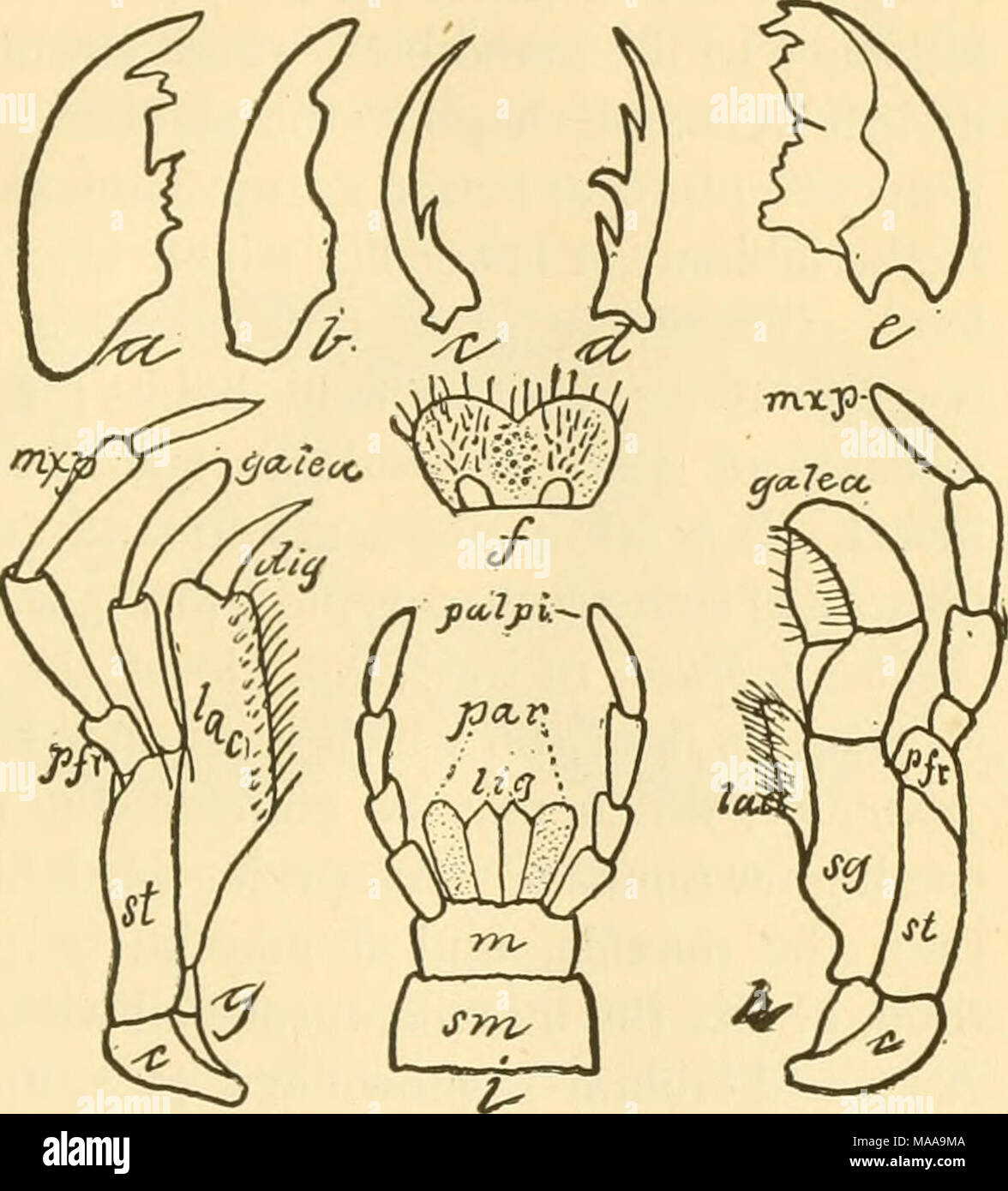 . Economic entomology for the farmer and fruit-grower . Mouth parts of ...