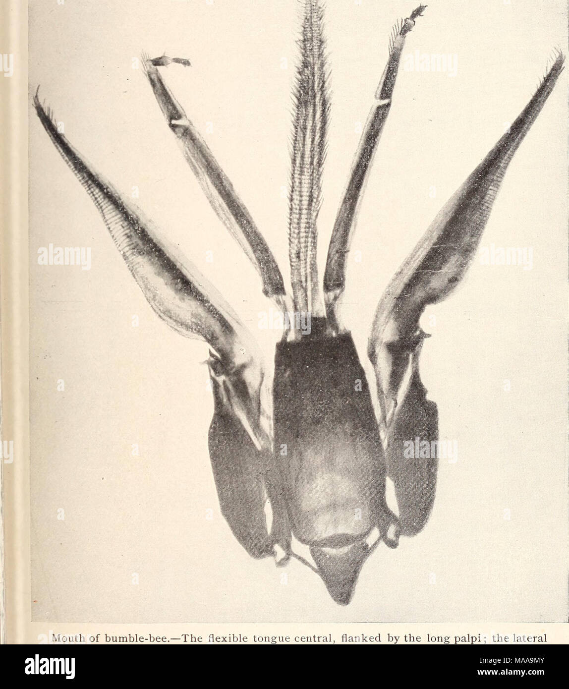 Maxillae hi-res stock photography and images - Alamy