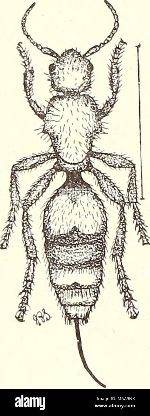 Large ant like insect hi-res stock photography and images - Alamy