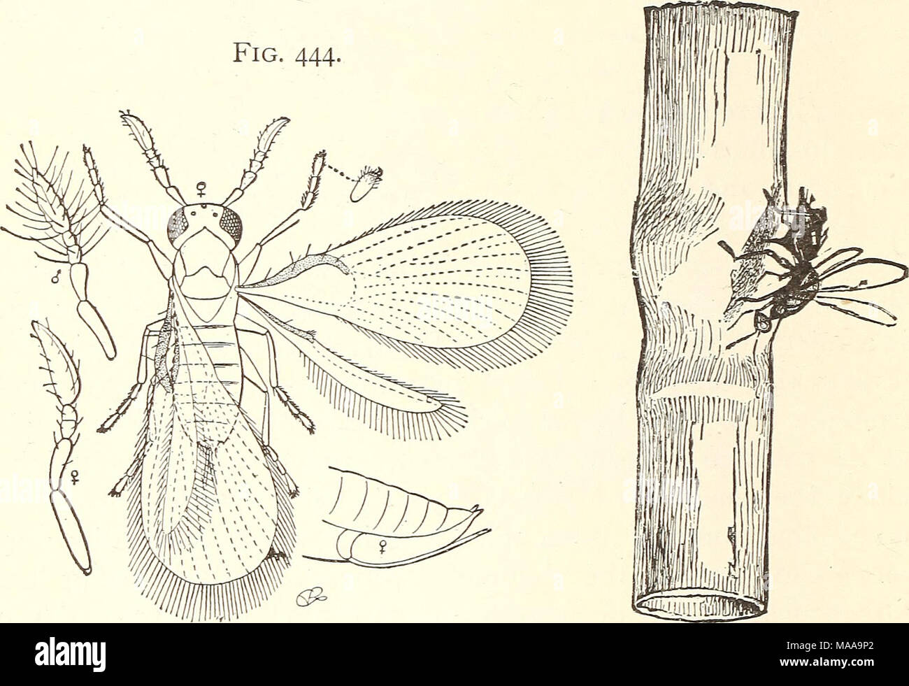 Trichogramma Chilonis Life Cycle