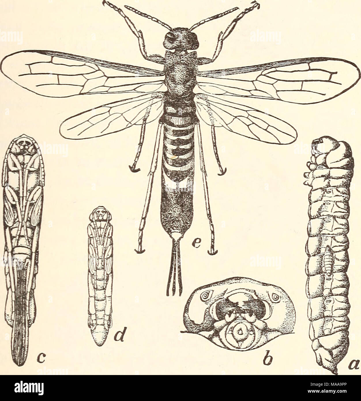 . Economic entomology for the farmer.. . Pigeon Tremex, T. columba.—a ...