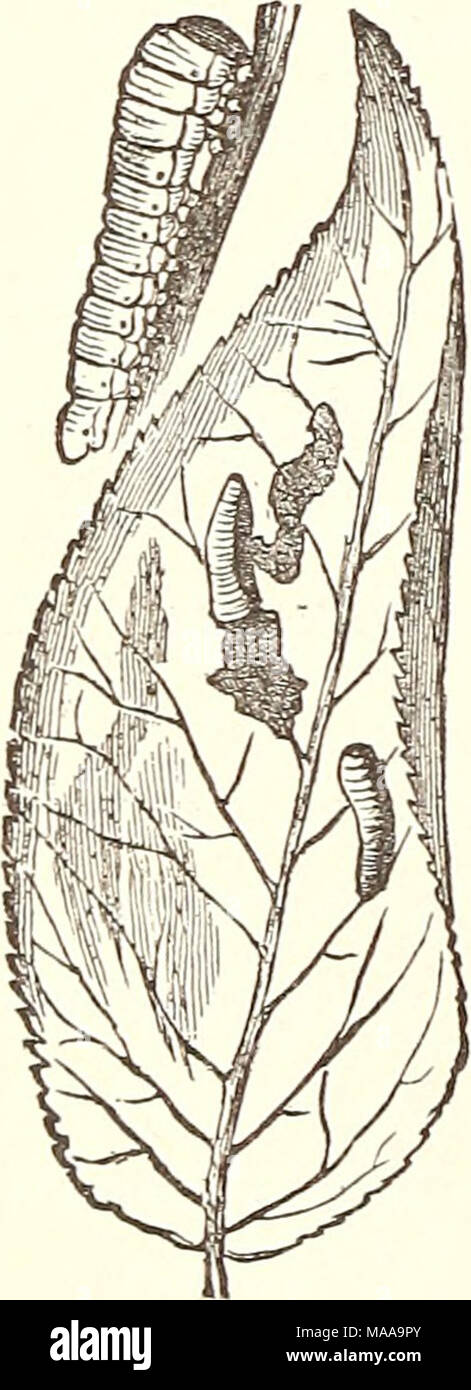 . Economic entomology for the farmer.. . Pear-slug, larva of Erio campa ...