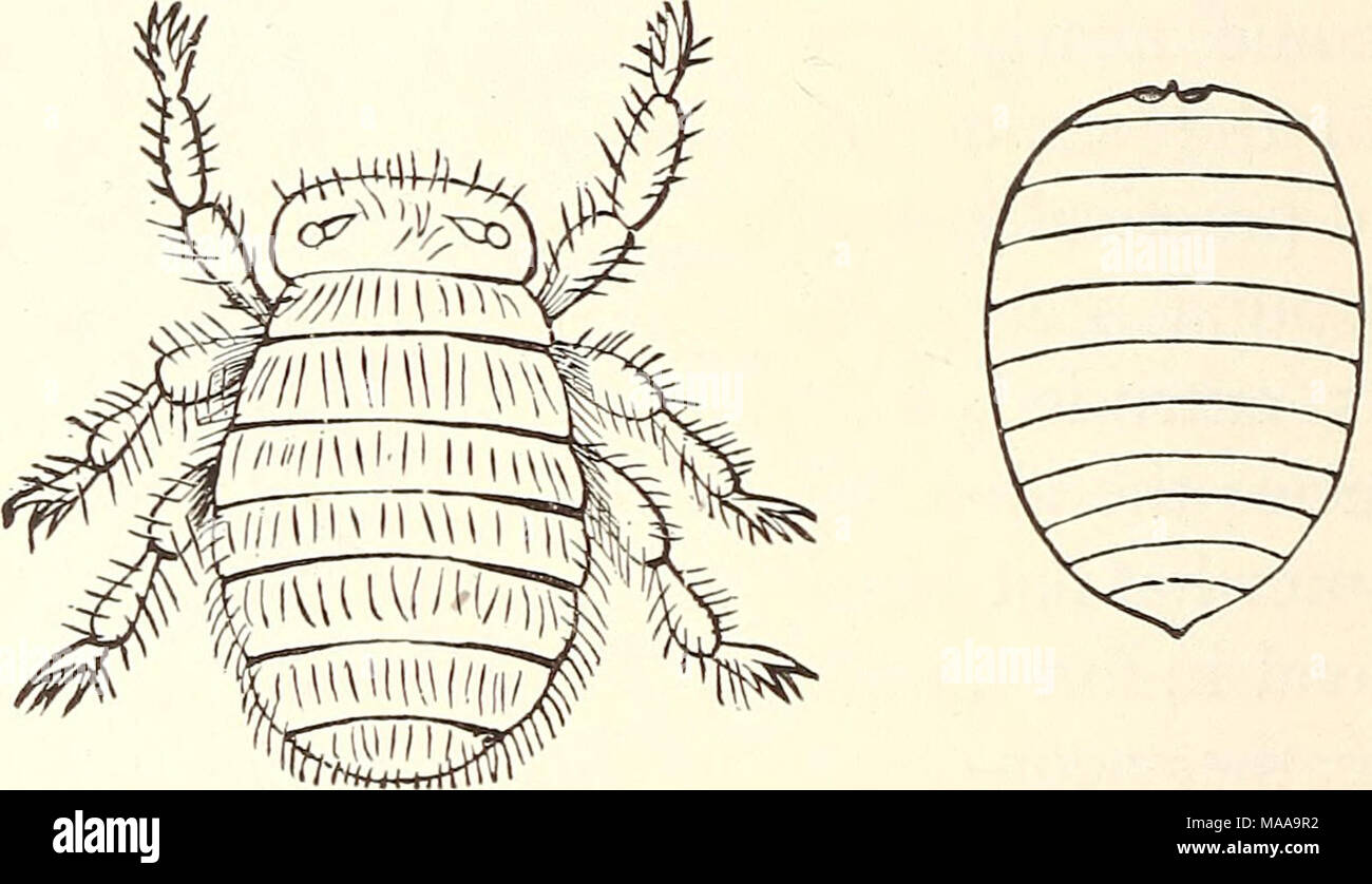 Bee louse hi-res stock photography and images - Alamy