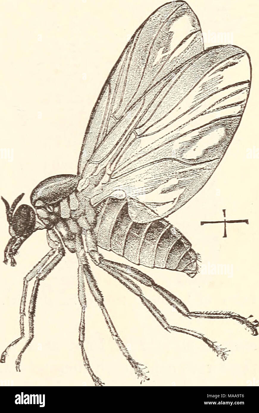 Buffalo gnat hi-res stock photography and images - Alamy