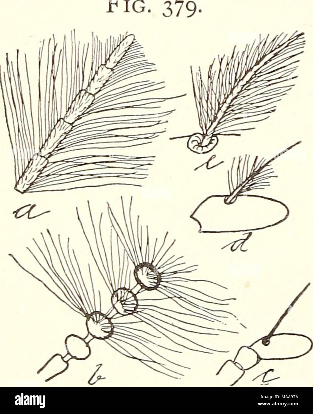 Plumose Antennae High Resolution Stock Photography and Images - Alamy