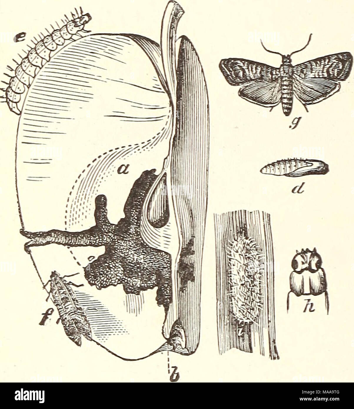 . Economic entomology for the farmer.. . The codling moth ...