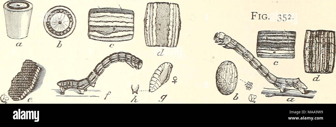 Canker worm hi-res stock photography and images - Alamy
